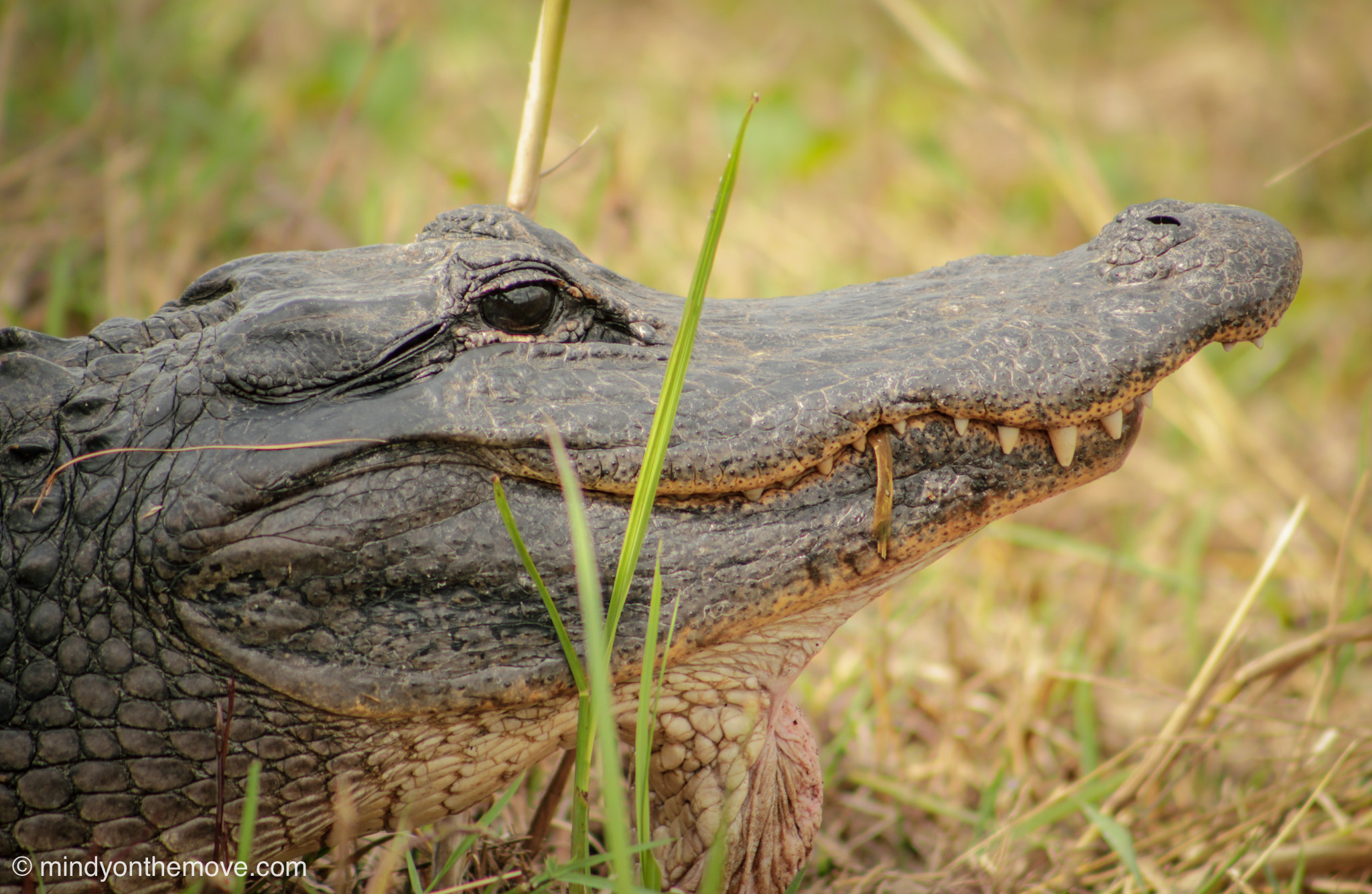 Best National Parks for Spotting Wildlife