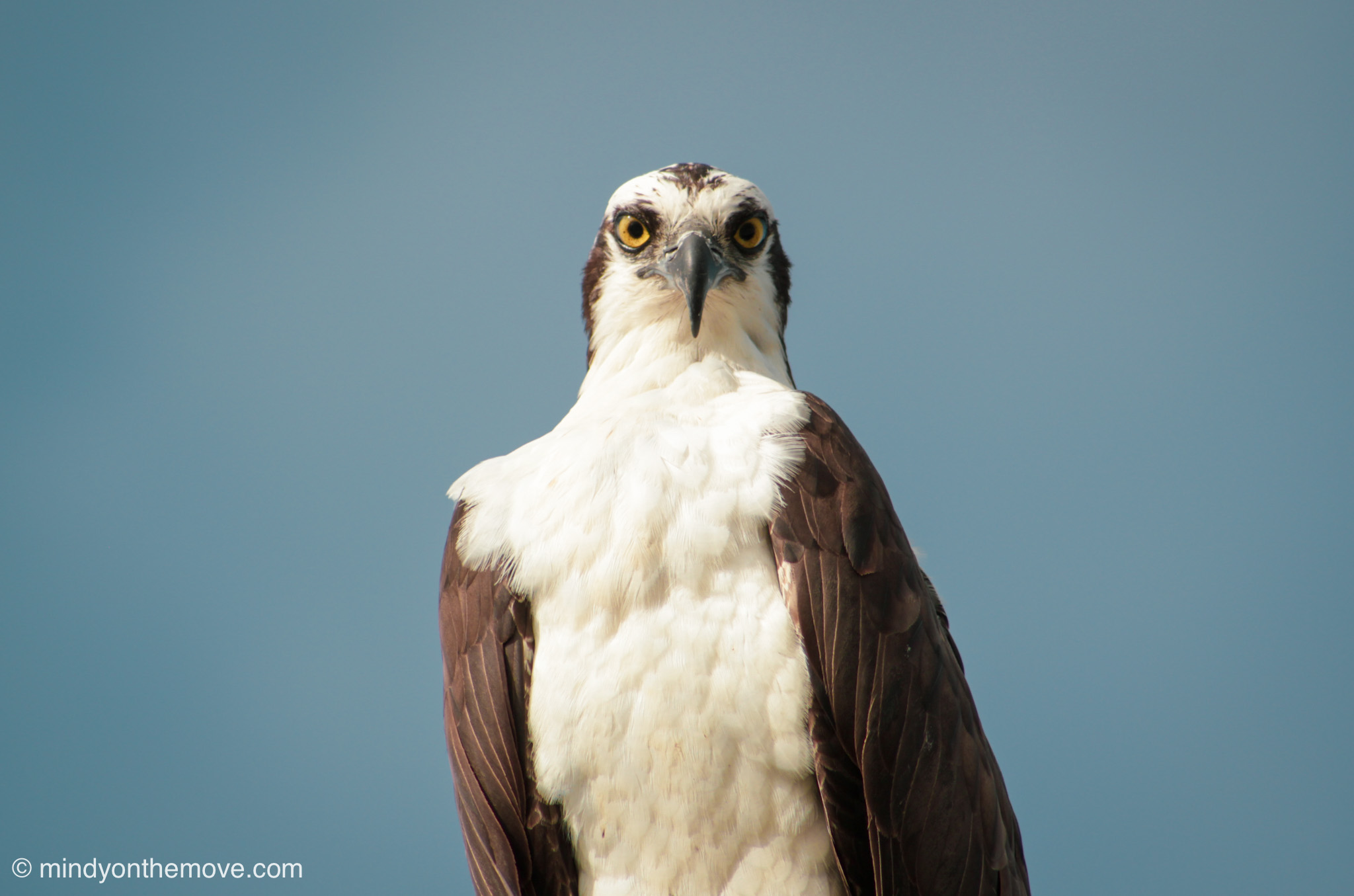 Best National Parks for Spotting Wildlife