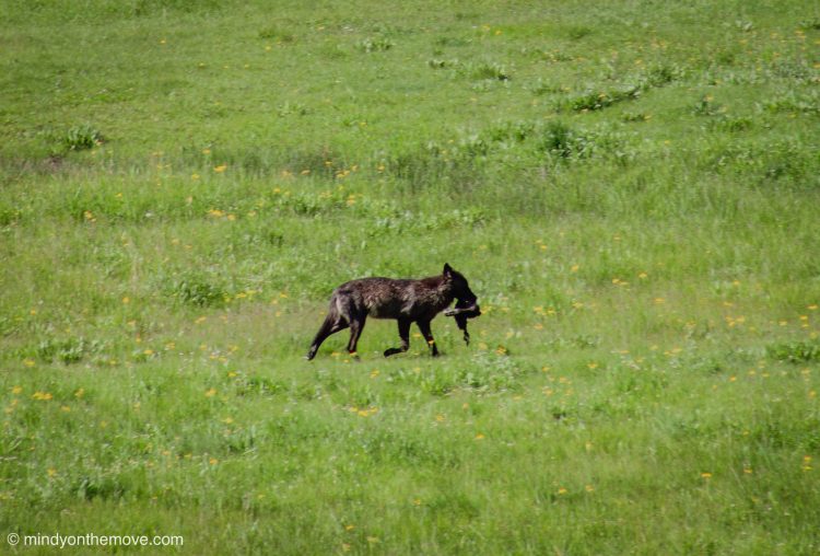Best National Parks for Spotting Wildlife