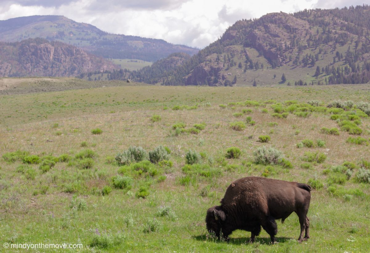 Best National Parks for Spotting Wildlife