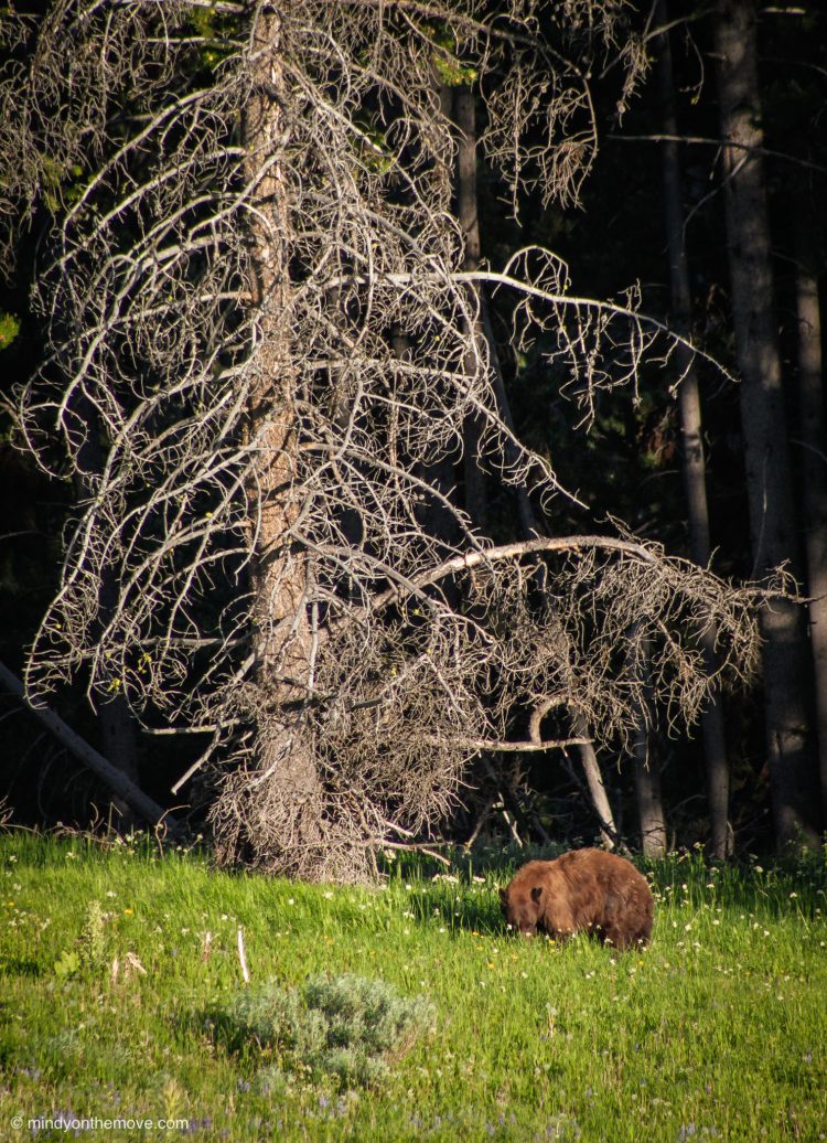 Best National Parks for Spotting Wildlife