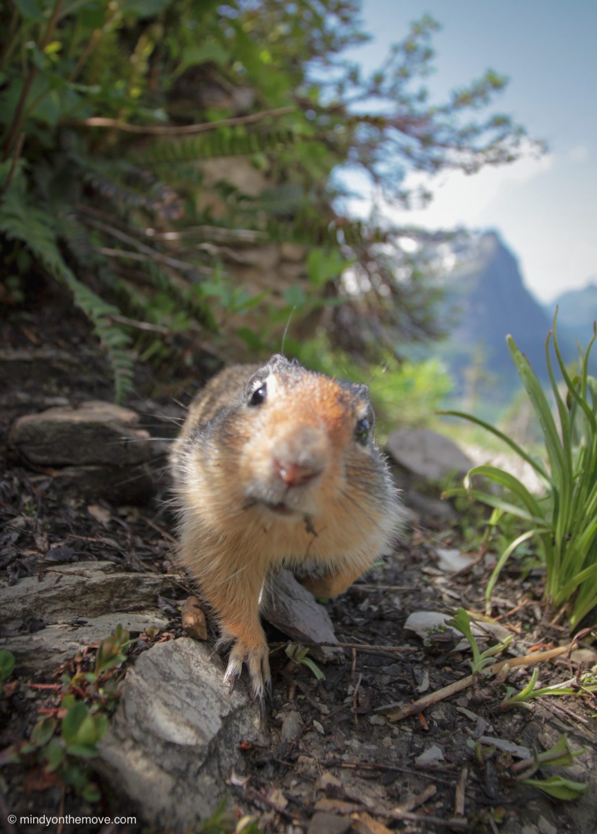 Best National Parks for Spotting Wildlife