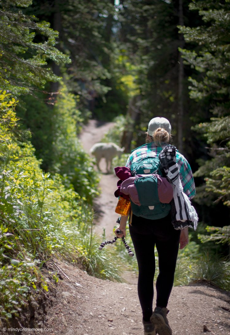 Best National Parks for Spotting Wildlife