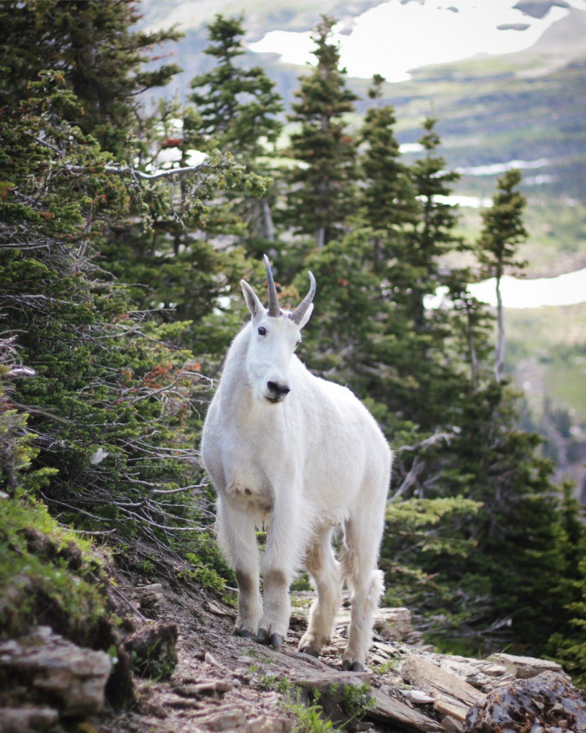 Best National Parks for Spotting Wildlife
