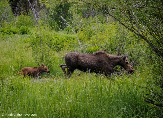 Best National Parks for Spotting Wildlife