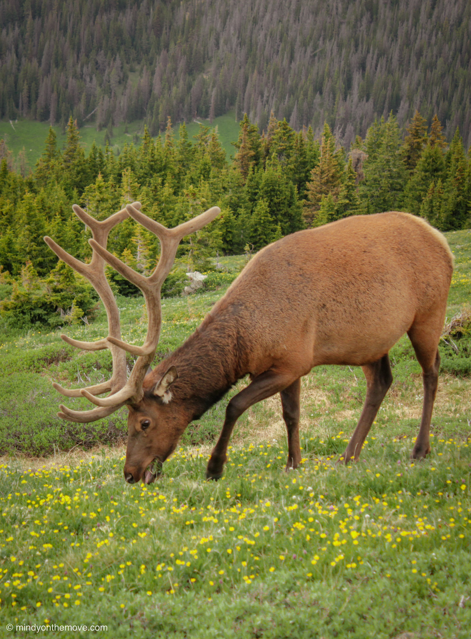 Best National Parks for Spotting Wildlife
