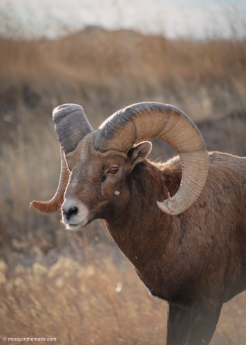 Best National Parks for Spotting Wildlife