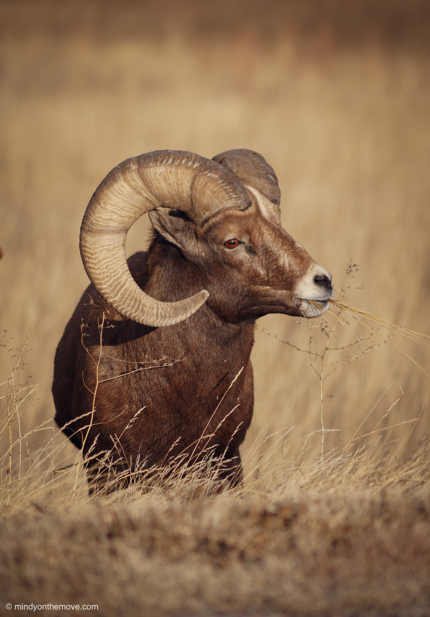 Best National Parks for Spotting Wildlife