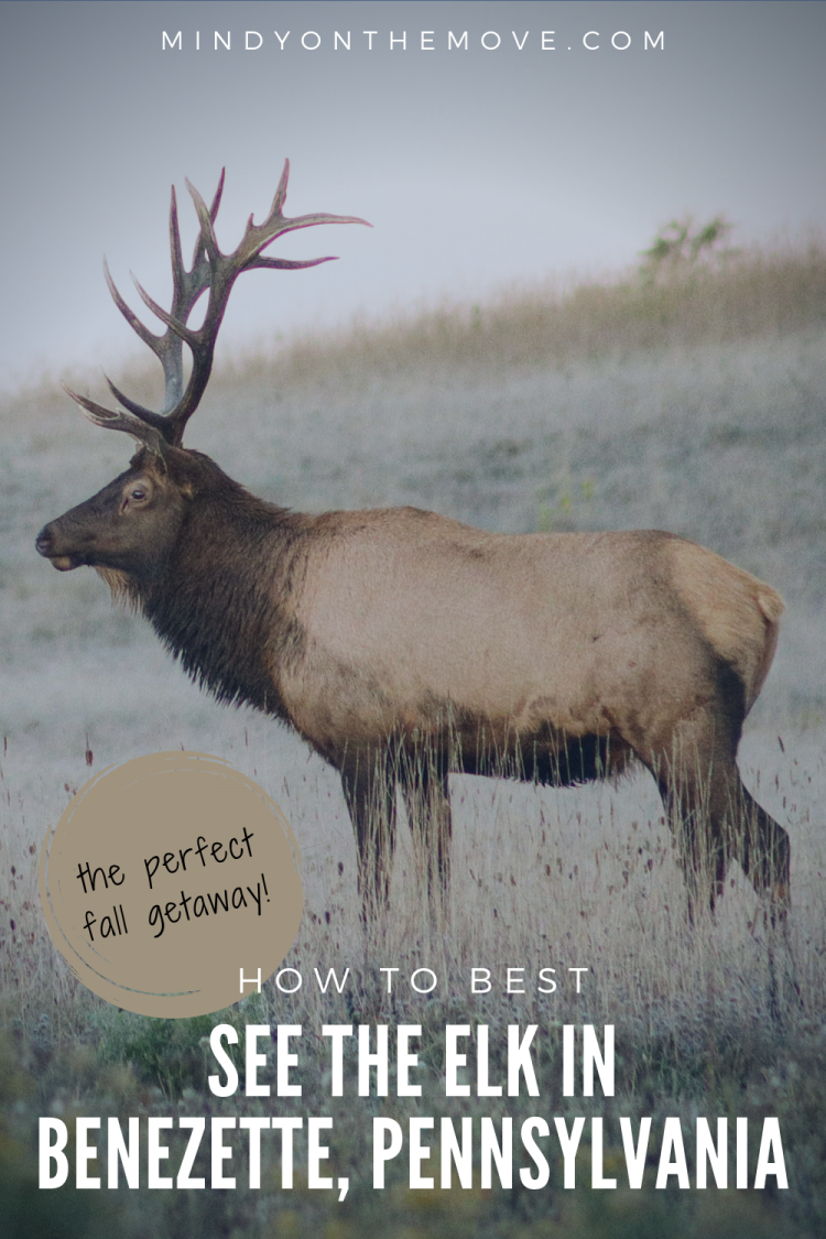 Elk Viewing Guide For Benezette, Pennsylvania - best weekend getaway!