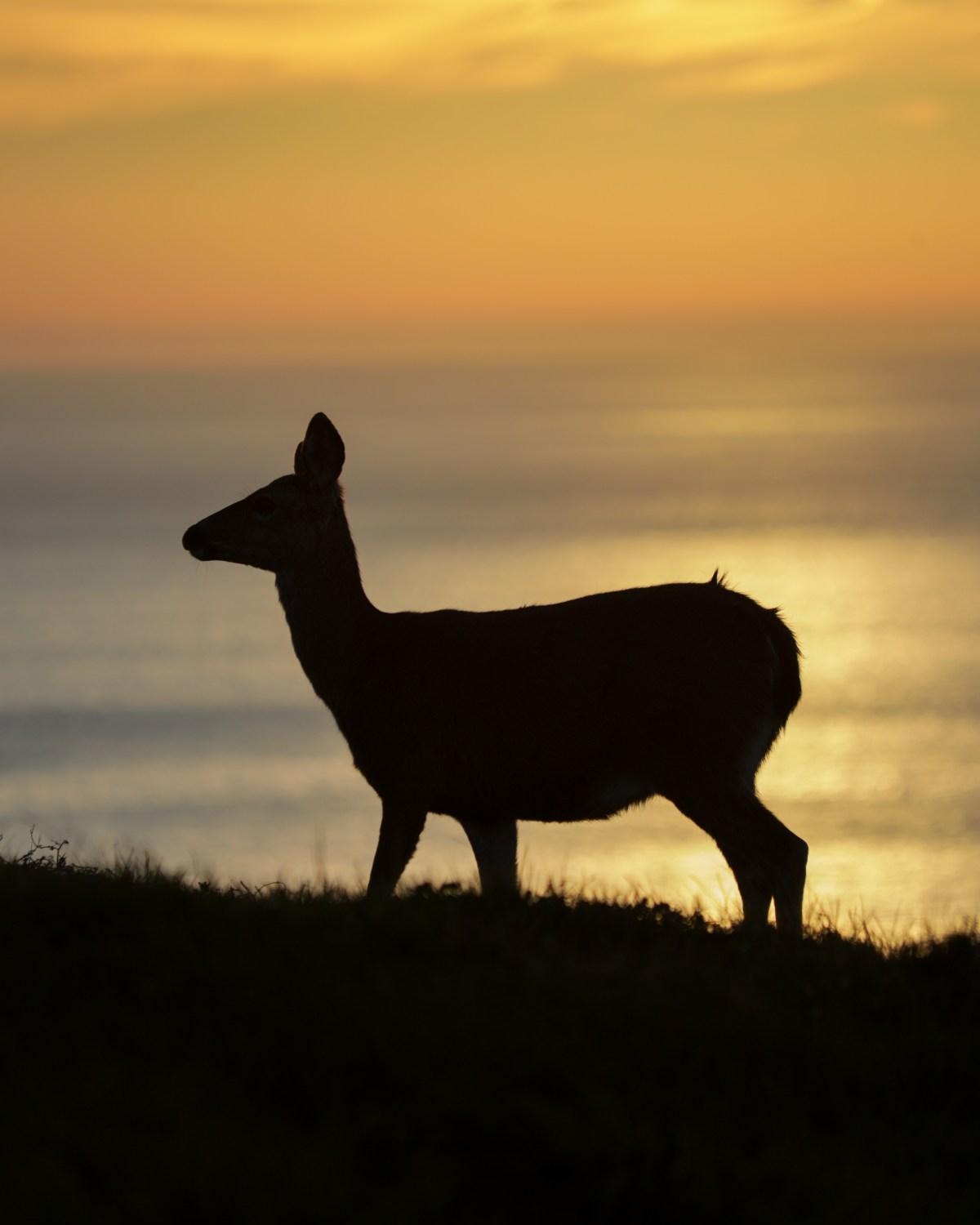 Point Reyes Bucket-List Itinerary: A Must-Visit Destination!