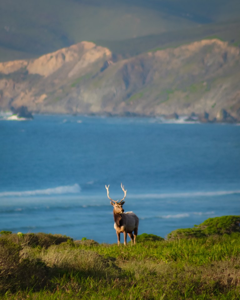 Point Reyes Bucket-List Itinerary: A Must-Visit Destination!